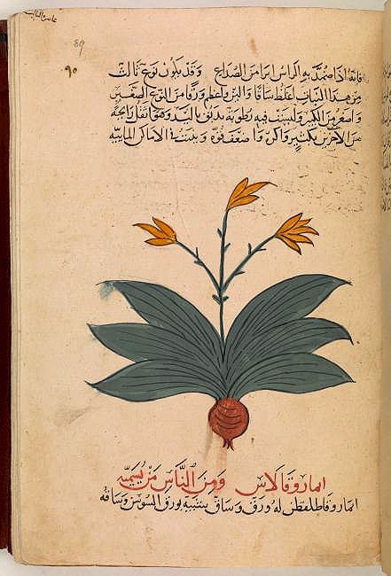 Humoral Pathology – Aal-e-Qutub Aal-e-Syed Abdullah Shah Ghazi