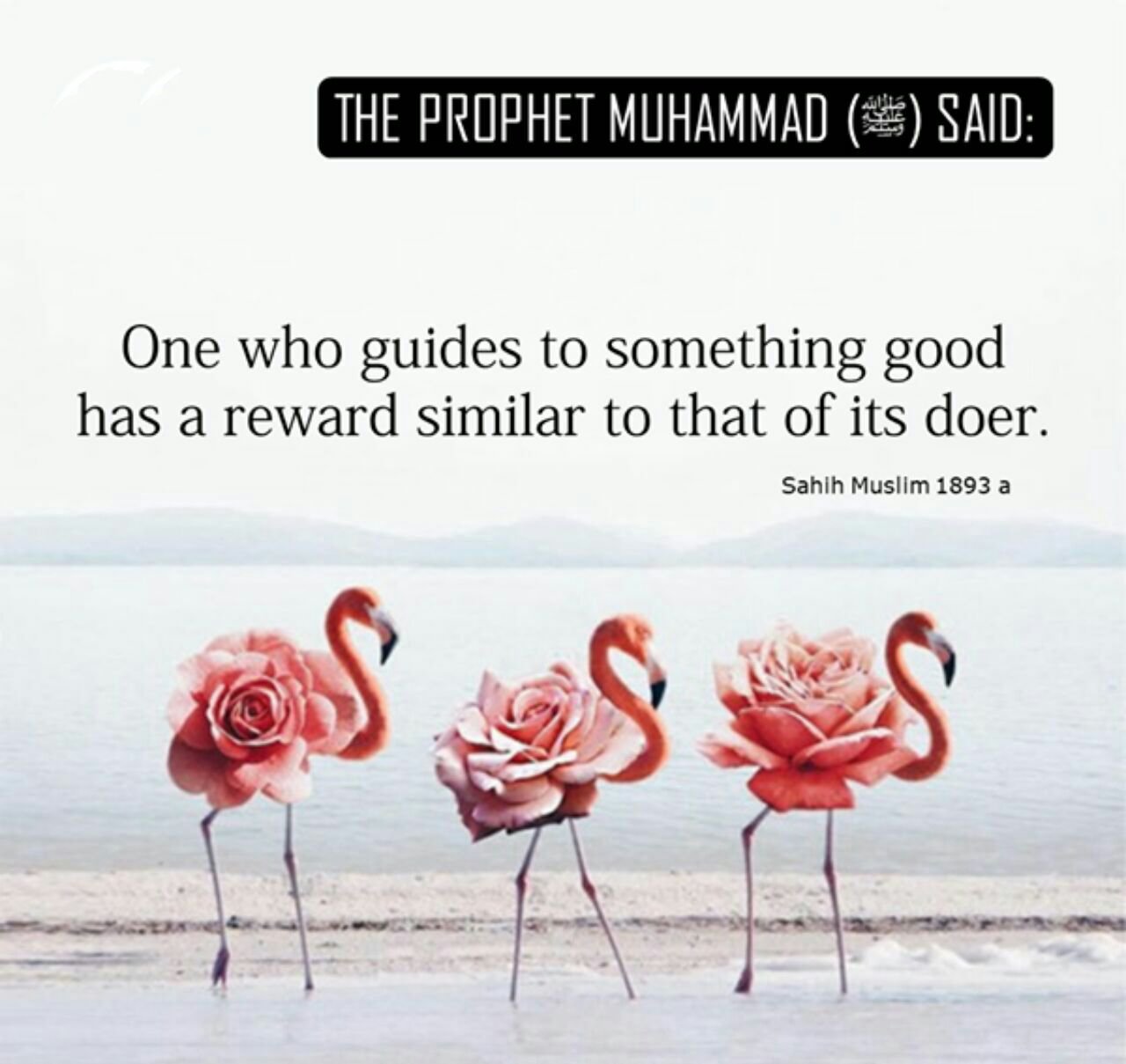 Hadith Sahih Muslim 1893 – Aal-e-Qutub Aal-e-Syed Abdullah Shah Ghazi